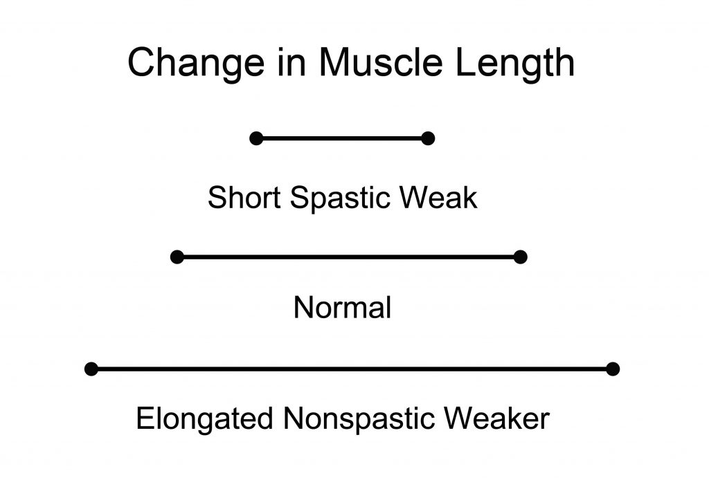 Change-in-Muscle-Length – KAREN PAPE, MD